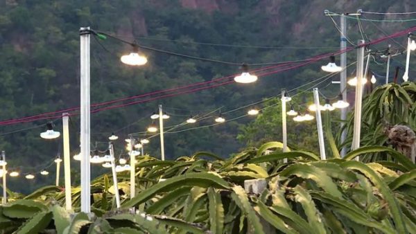 How do Chinese Dragonfruit Bases Use the supplement led grow light ...