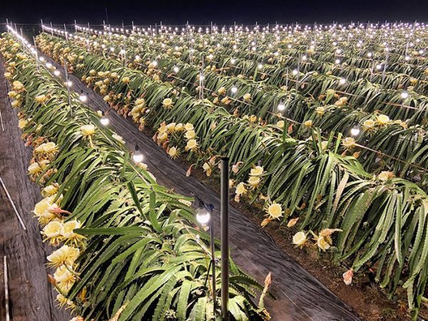 Scientific Guide: Setting Grow Light Height & Spacing – Professional ...