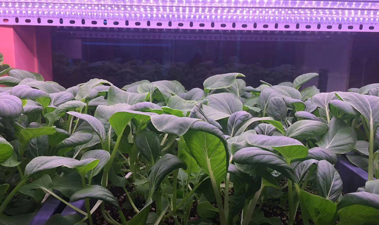 Application Guide: How to Scientifically Use Grow Light Tubes – A ...
